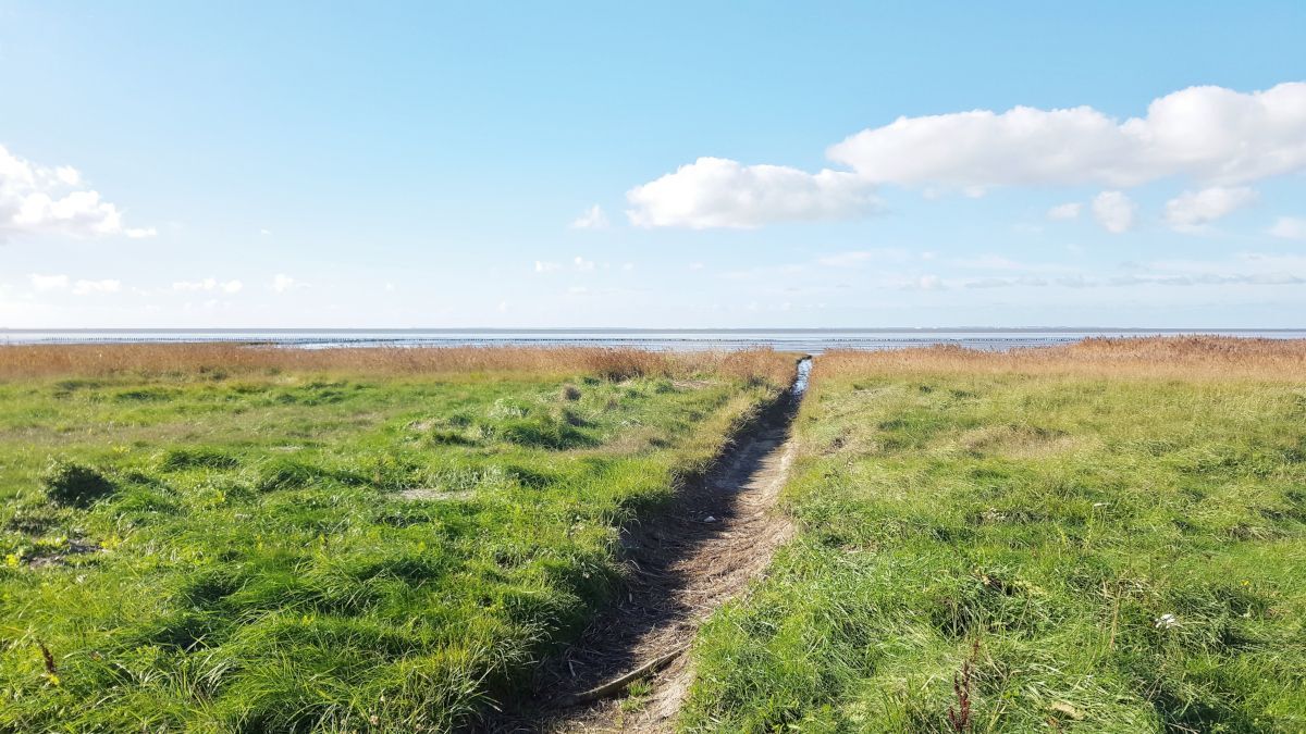 Visit Ribe in Denmark - Medieval Town of the Wadden Sea (2025)